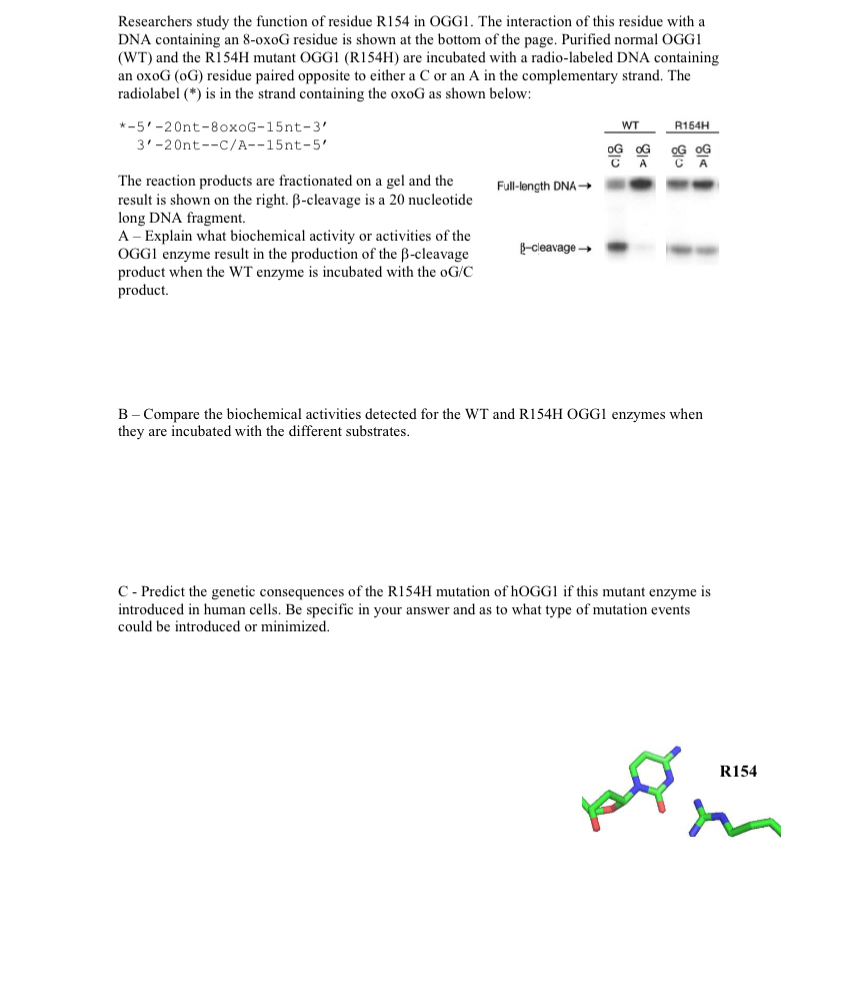 Solved Researchers study the function of residue R154 ﻿in | Chegg.com