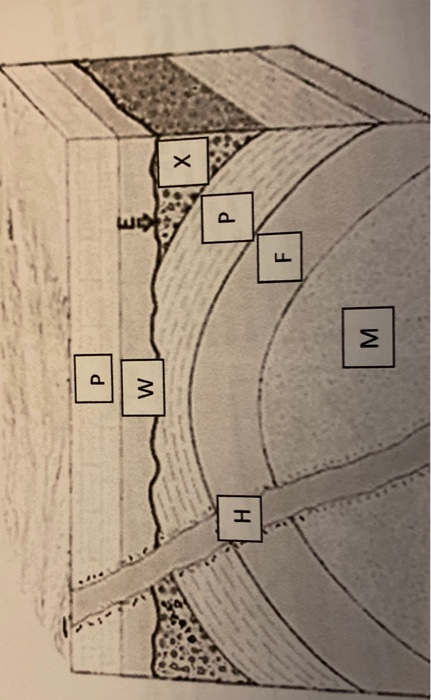 Solved Inclusions Figure 3: Principles of relative dating. | Chegg.com
