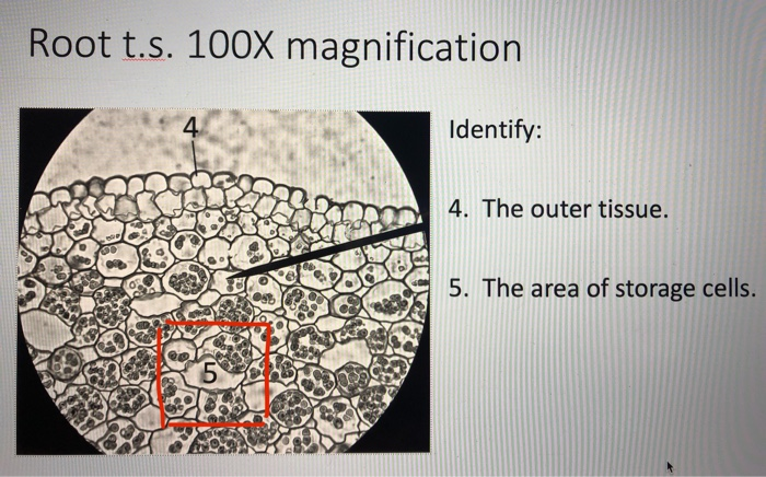 Solved Root, t.s. 40X magnification 1. Is this a monocot or | Chegg.com