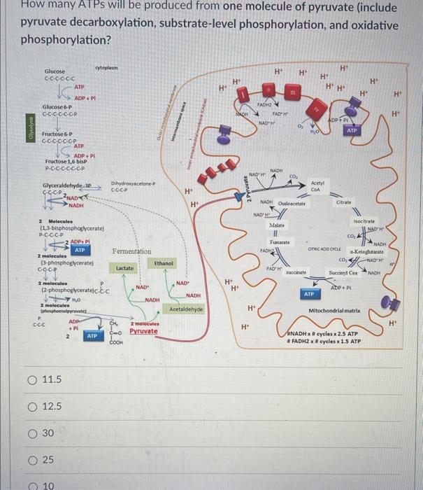 Solved How many ATPs will be produced from one molecule of | Chegg.com