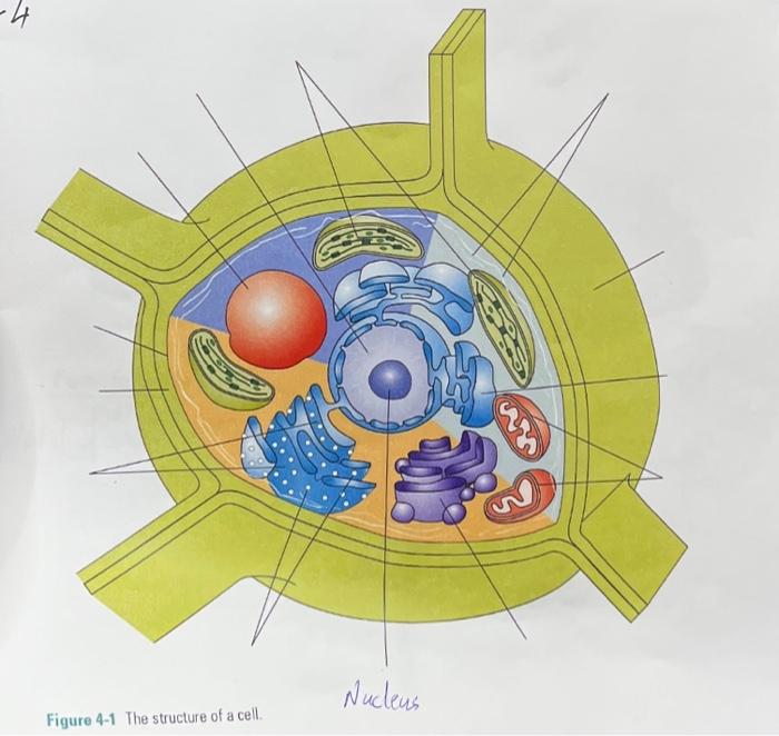 Solved Figure 4-1 The structure of a cell. | Chegg.com