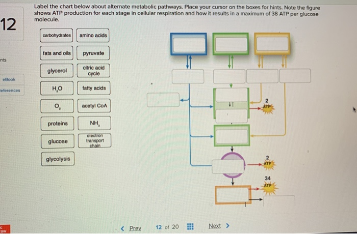 Label The Figure Below About Alternate Metabolic Pathways Label The Figure Below About Alternate Metabolic Pathways