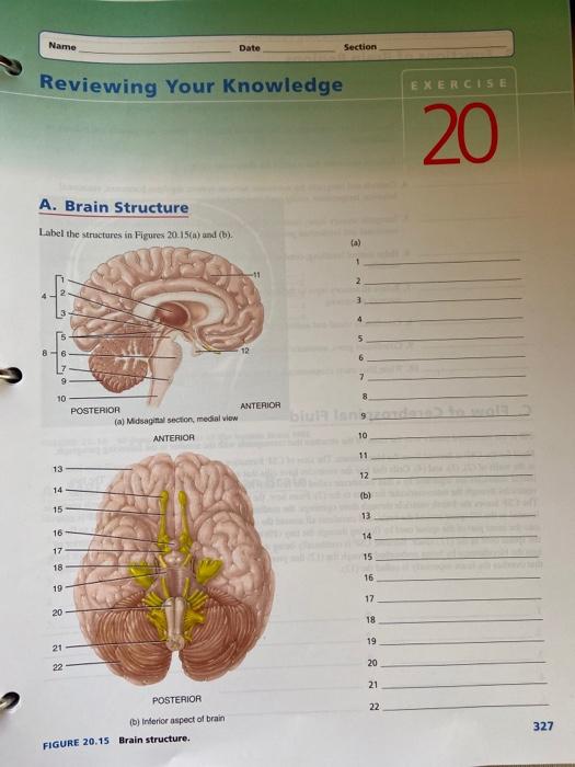 Solved Name Date Section Reviewing Your Knowledge EXERCISE | Chegg.com