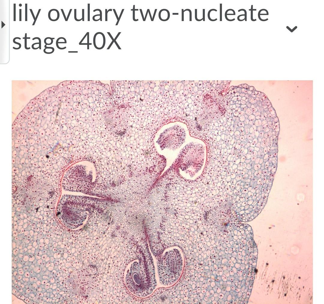 Solved lily ovulary two-nucleate stage_40X