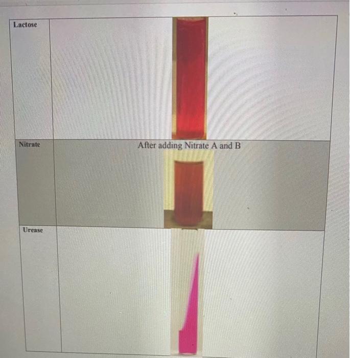 Unknown Bacteria Data Sheet Your unknown bacteria | Chegg.com