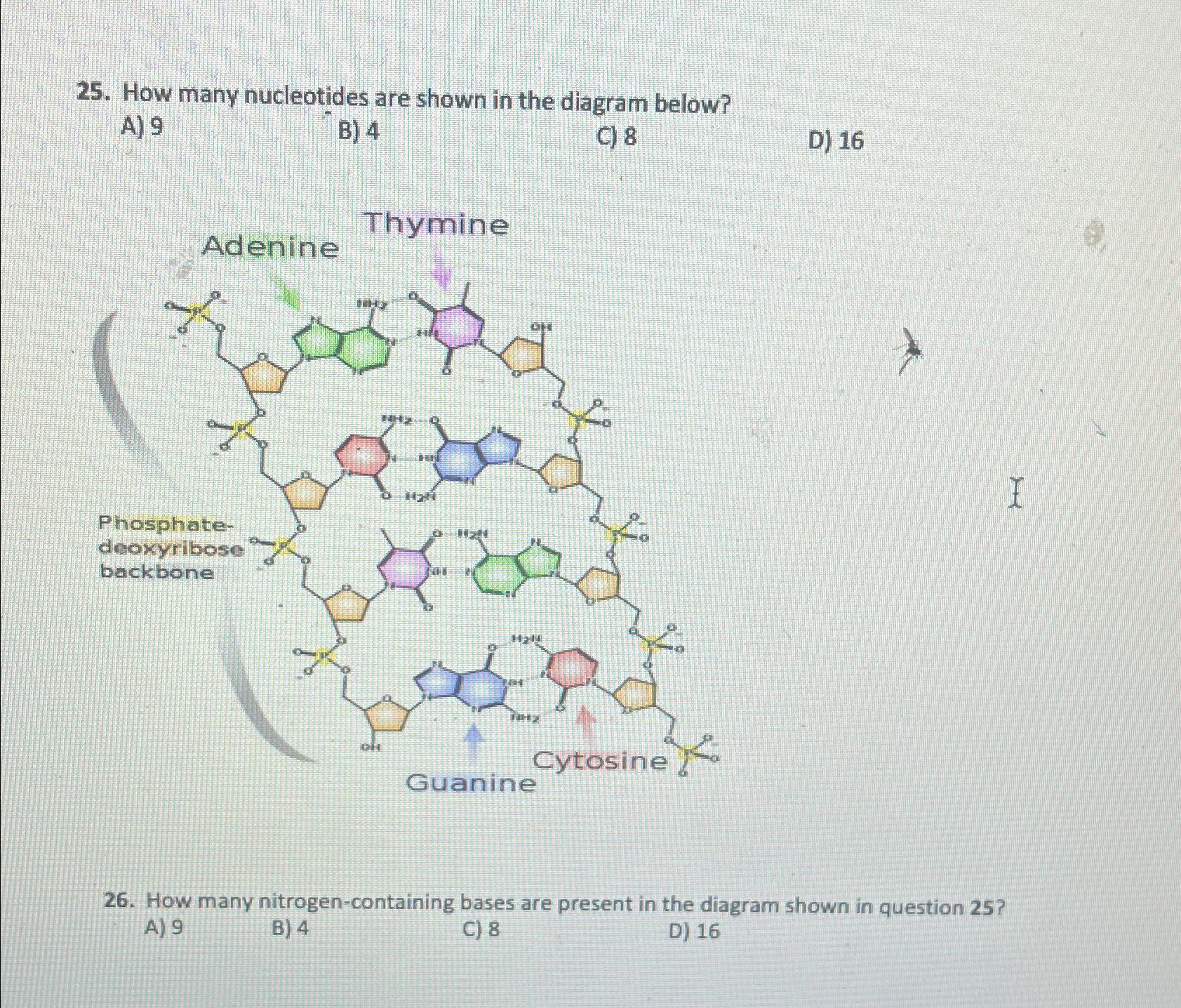 Solved How many nucleotides are shown in the diagram | Chegg.com