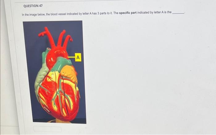 Solved In the image below, the blood vessel indicated by | Chegg.com