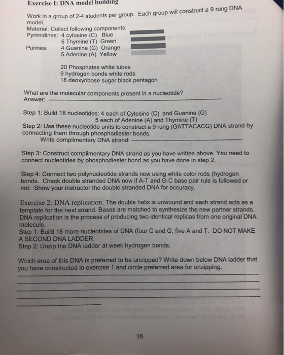 Solved Exercise I: DNA model building Work in a group of 2-4 | Chegg.com