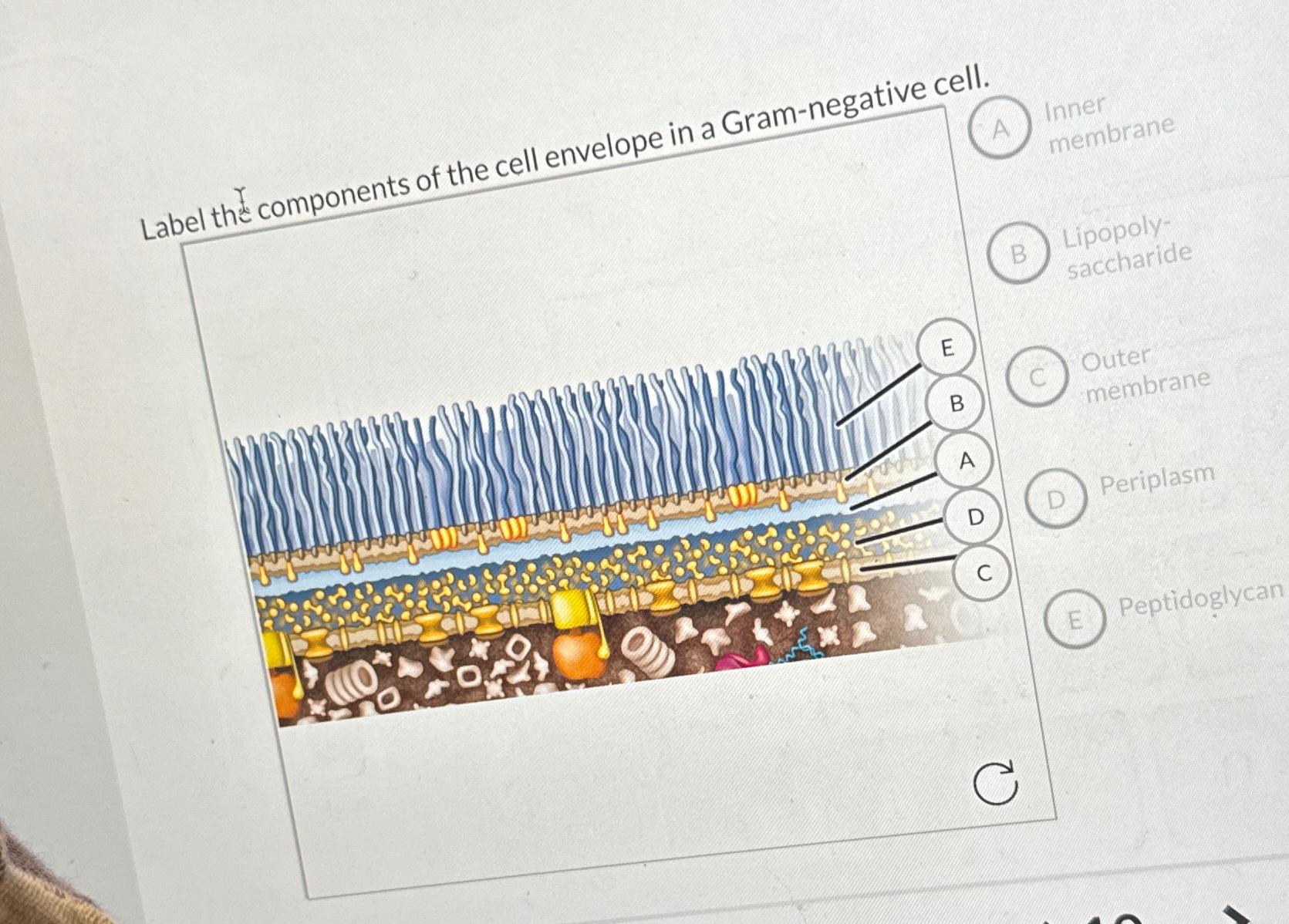 Solved Label the components of the cell envelope in a | Chegg.com