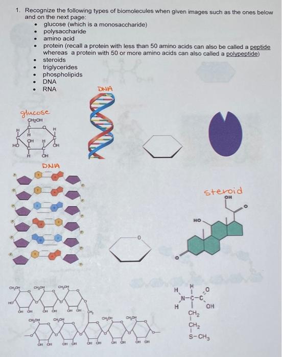 Solved 1. Recognize the following types of biomolecules when | Chegg.com