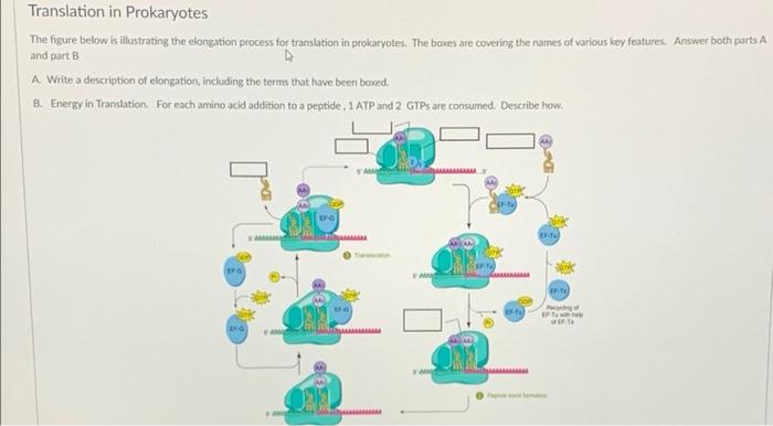 Solved Translation in Prokaryotes The figure below is | Chegg.com