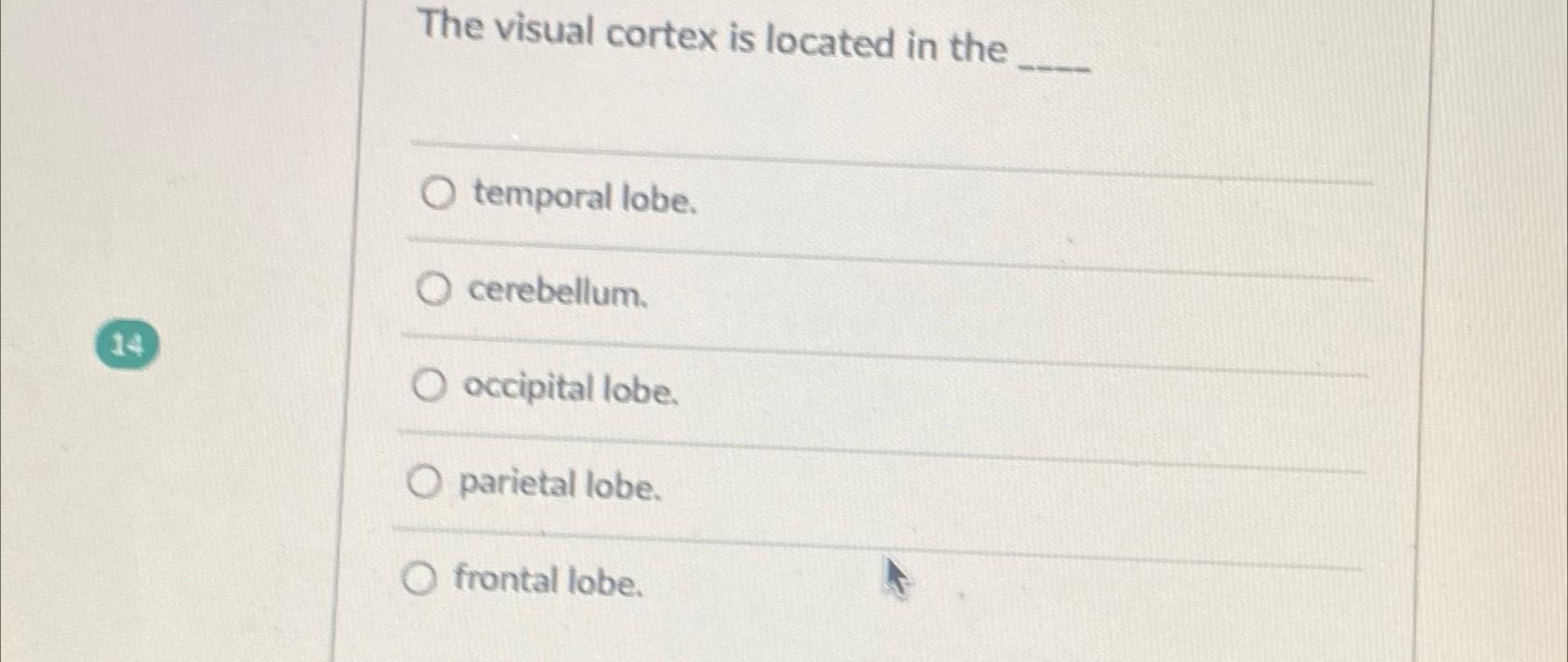 Solved The visual cortex is located in thetemporal | Chegg.com