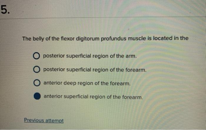 Solved Name the muscle indicated by the following | Chegg.com