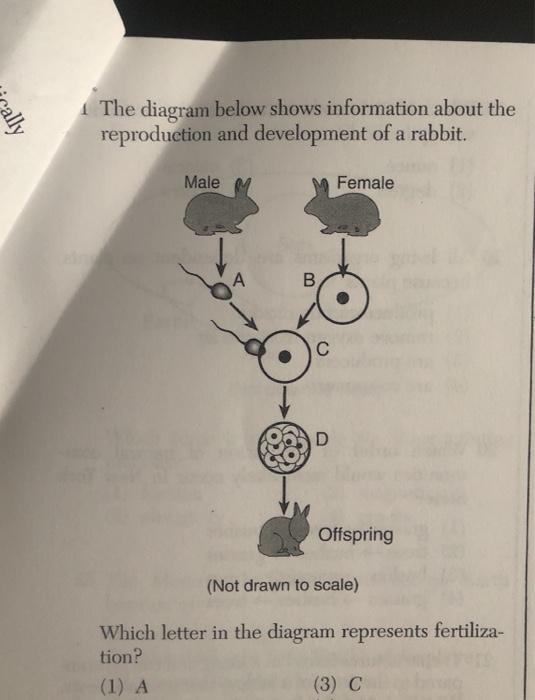 Solved ally 1 The diagram below shows information about the | Chegg.com