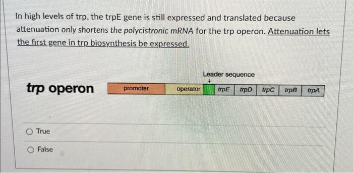 Solved A mutation in the trp operon leader sequence has | Chegg.com