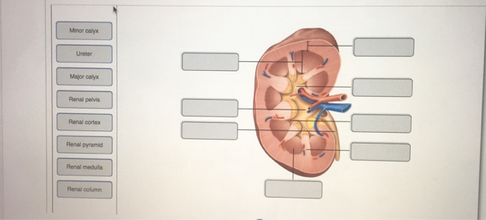 Solved Minor calyx Ureter Major calyx Renal pelvis Renal | Chegg.com