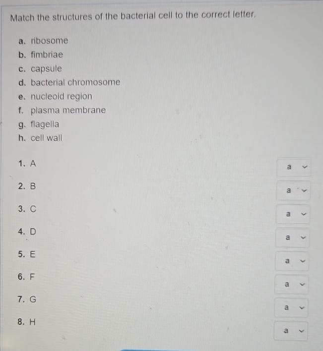 Solved Match the structures of the bacterial cell to the | Chegg.com