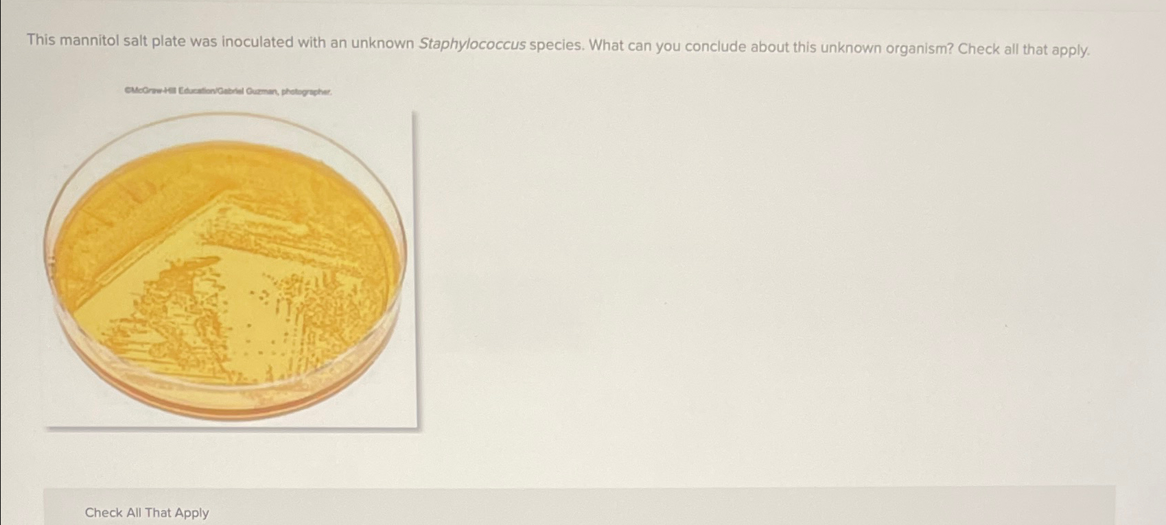Solved This mannitol salt plate was inoculated with an | Chegg.com