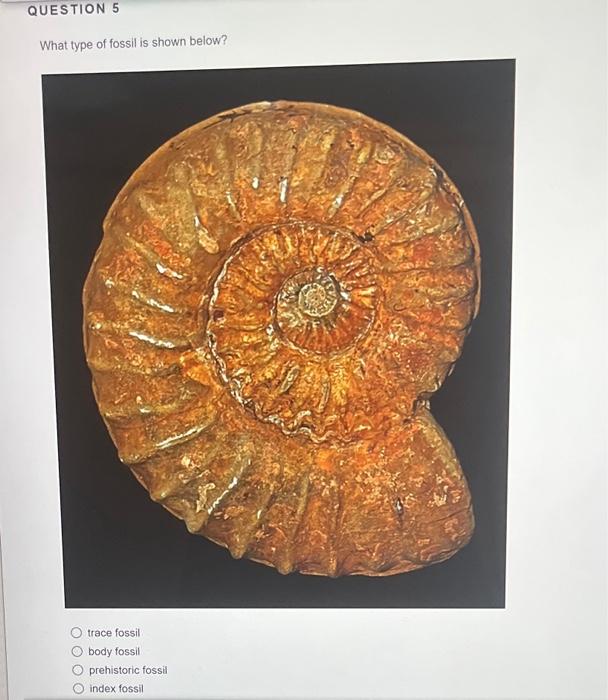 Which of the following can become a fossil? Select | Chegg.com