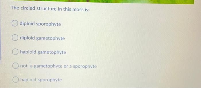 Solved The circled structure in this moss is: diploid | Chegg.com