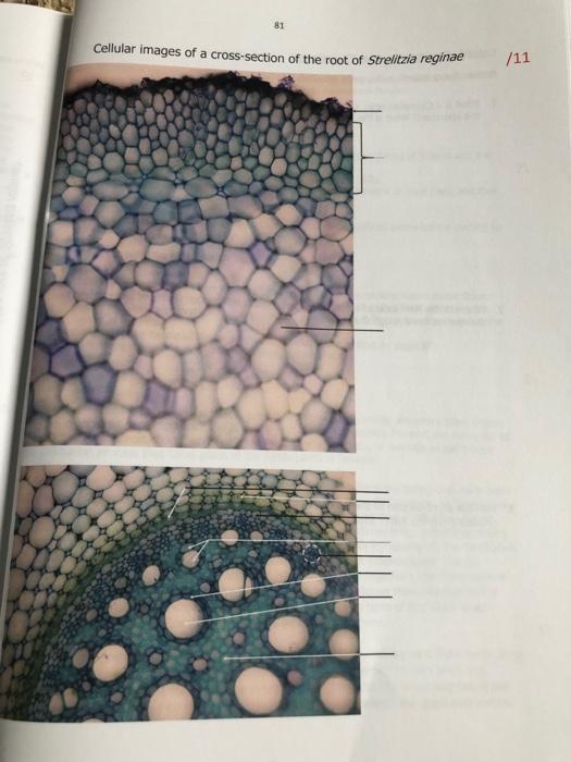 Solved Development and external anatomy of the root of | Chegg.com