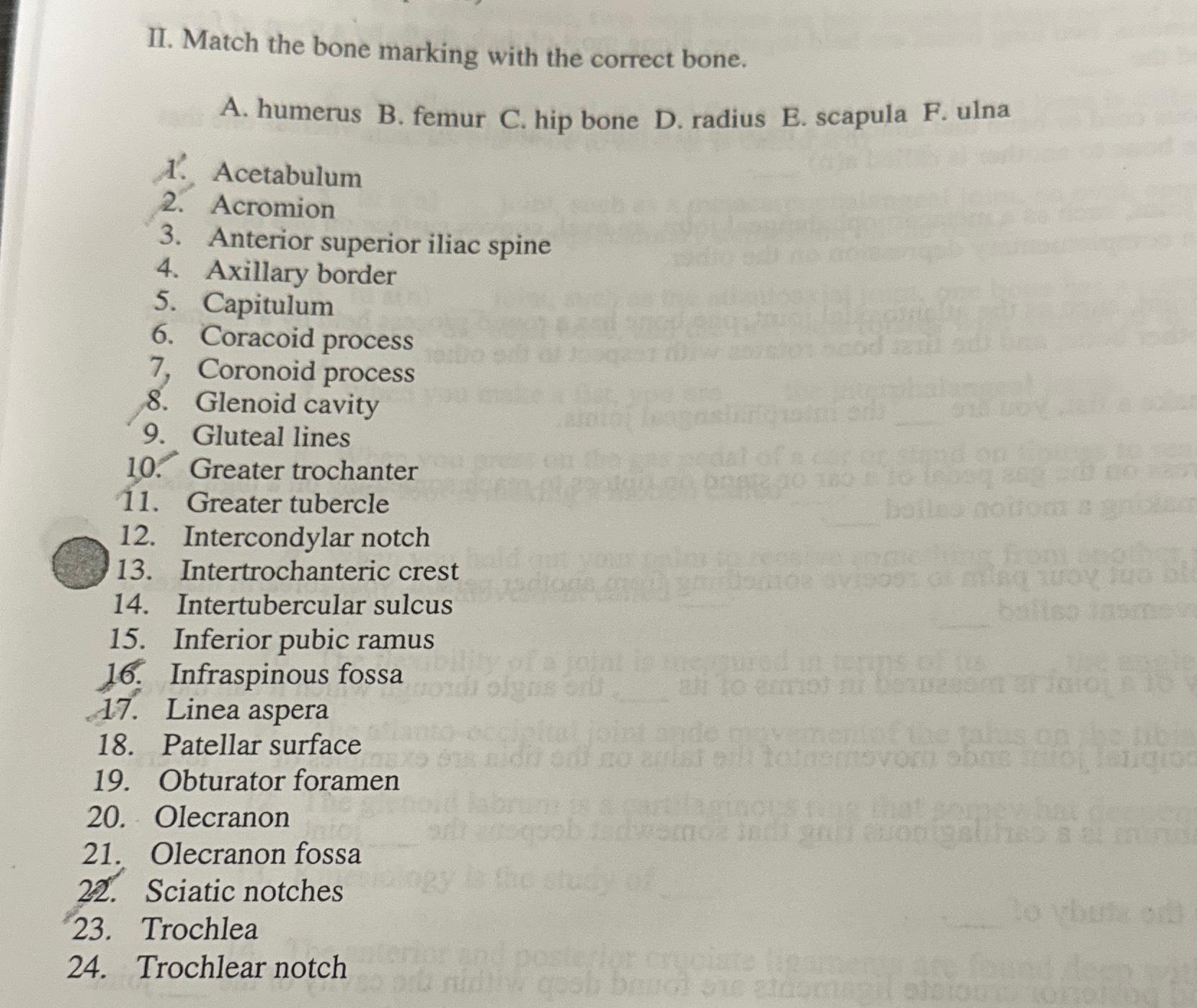 Solved II. ﻿Match the bone marking with the correct bone.A. | Chegg.com