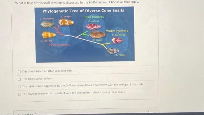 Solved What is true of this snail phylogeny discussed in the | Chegg.com