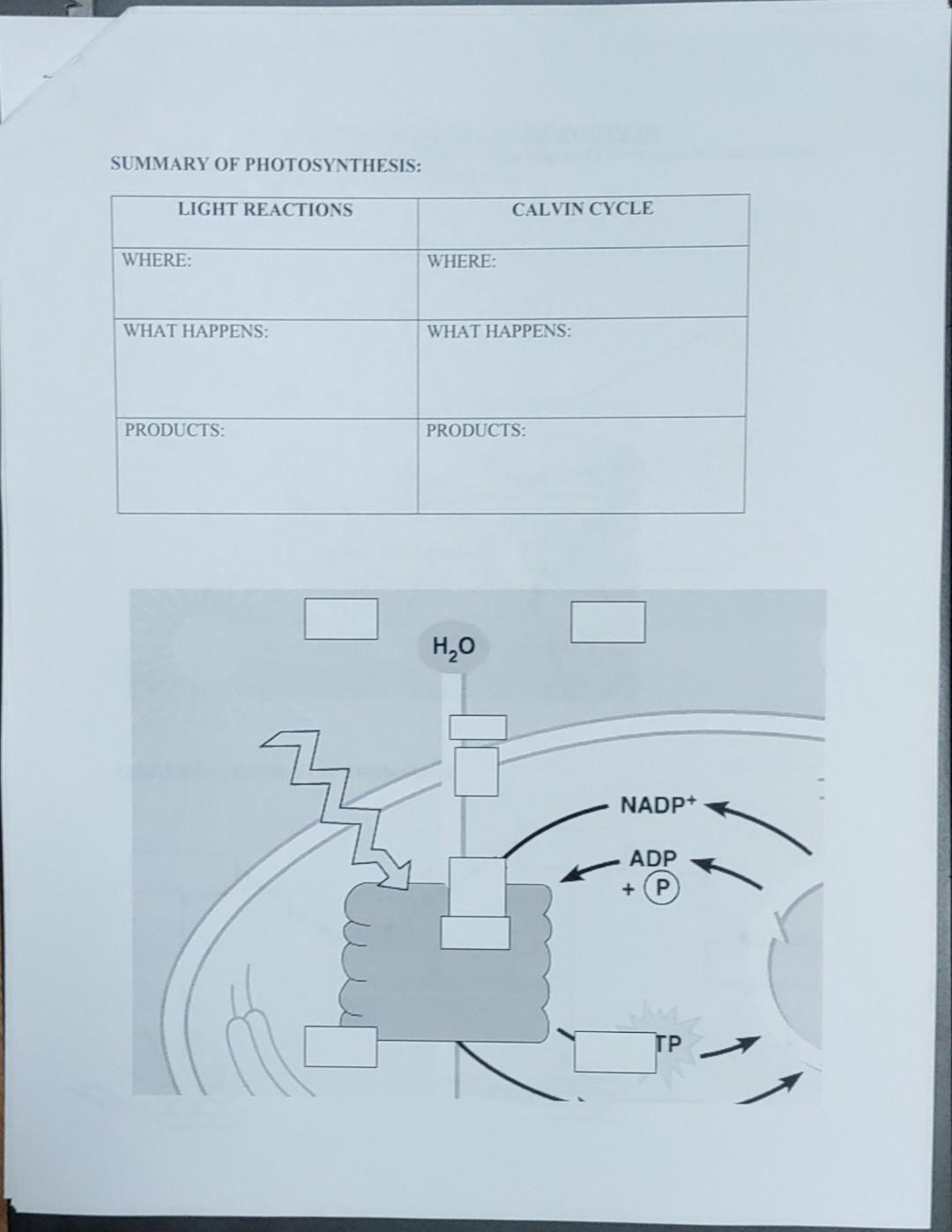 SEMINAR WORKSHEET PHOTOSYNTHESIS Fill in all diagrams | Chegg.com