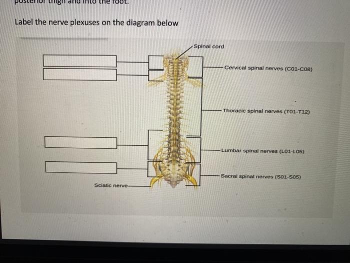 Solved spinal nerves. Label the spinal nerve regions on the | Chegg.com