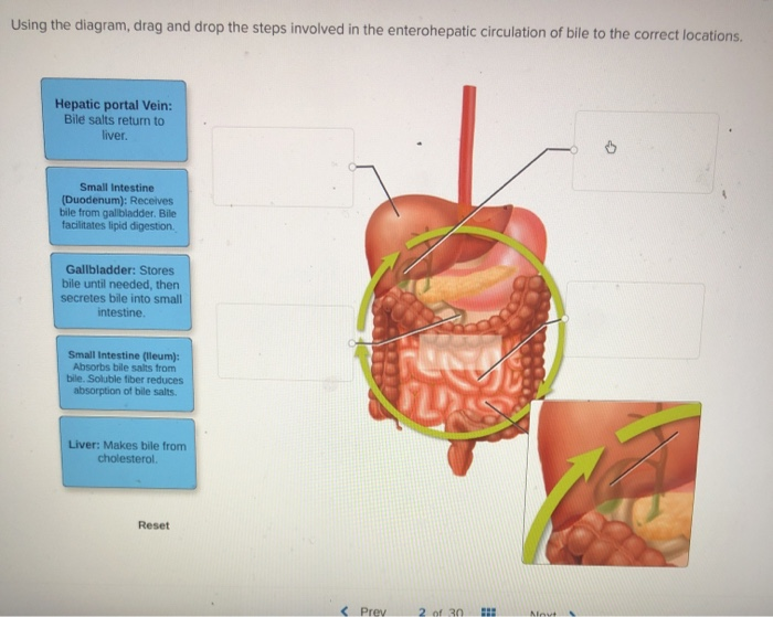 Solved Using the diagram, drag and drop the steps involved | Chegg.com
