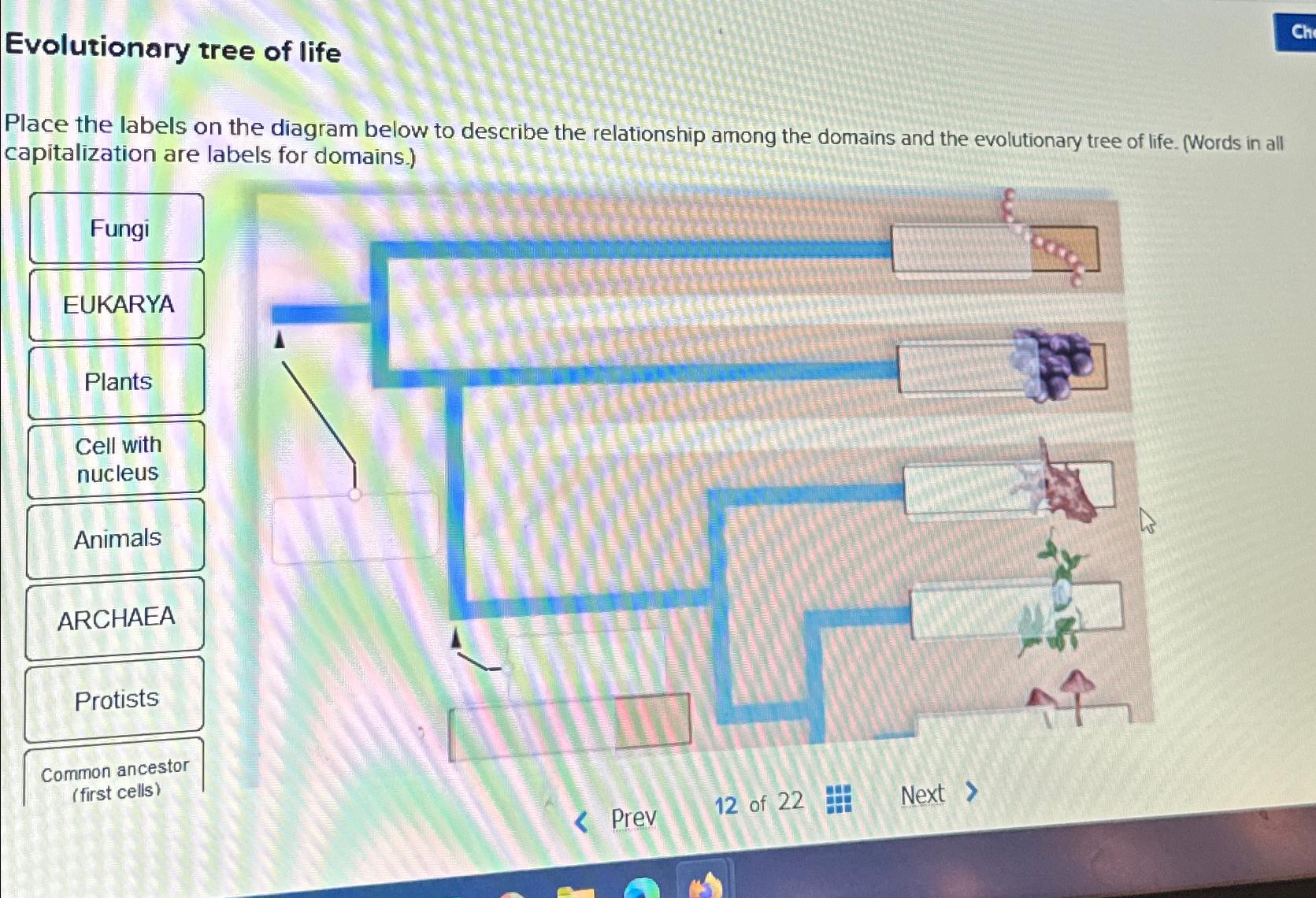 Solved Evolutionary Tree Of Lifeplace The Labels On The