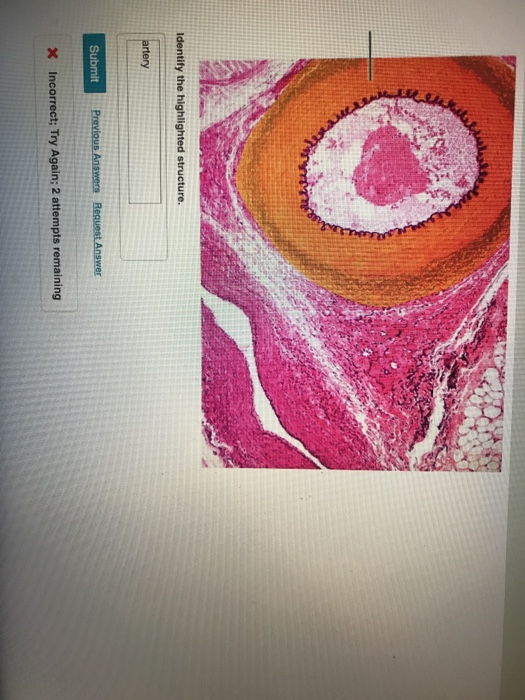 Solved Identify the highlighted structure. Submit Request | Chegg.com