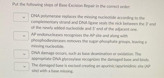Solved Put the following steps of Base Excision Repair in | Chegg.com