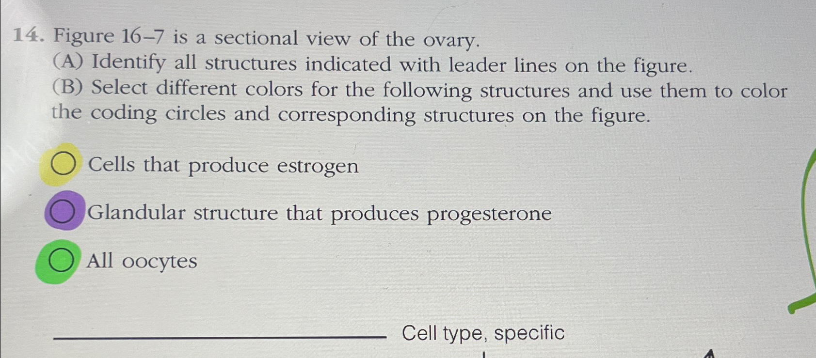Solved Figure 16-7 ﻿is a sectional view of the ovary.(A) | Chegg.com