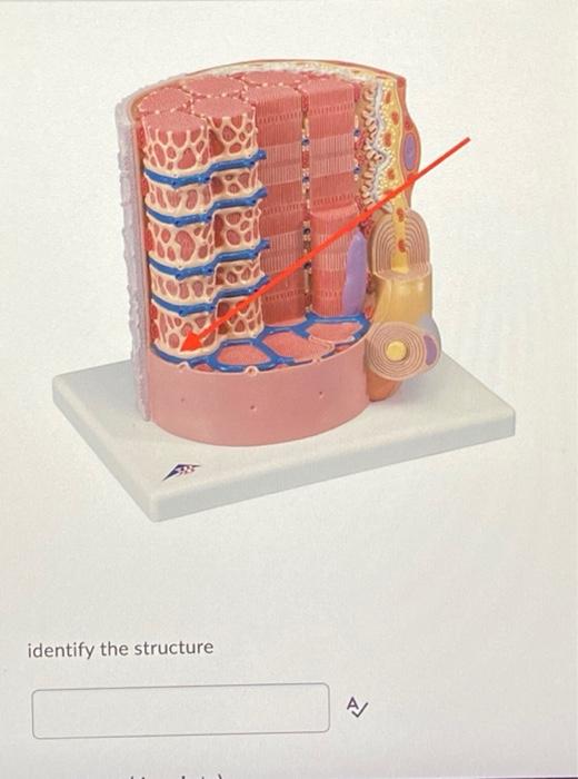 Solved Identify the structure A/ si identify the structure | Chegg.com
