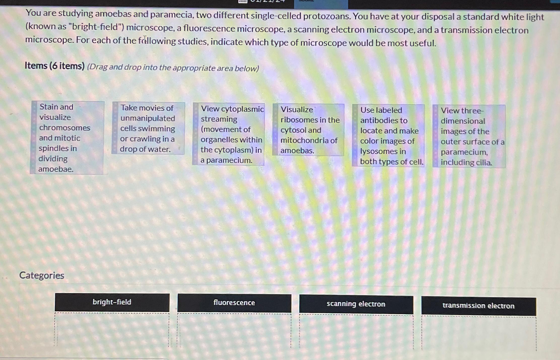 Solved You are studying amoebas and paramecia, two different | Chegg.com