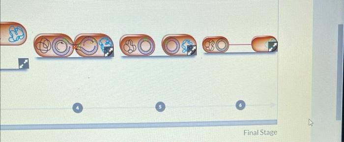 Solved Rank the images below in the logical order of | Chegg.com