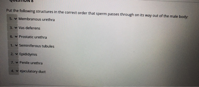 Solved Put the following structures in the correct order | Chegg.com