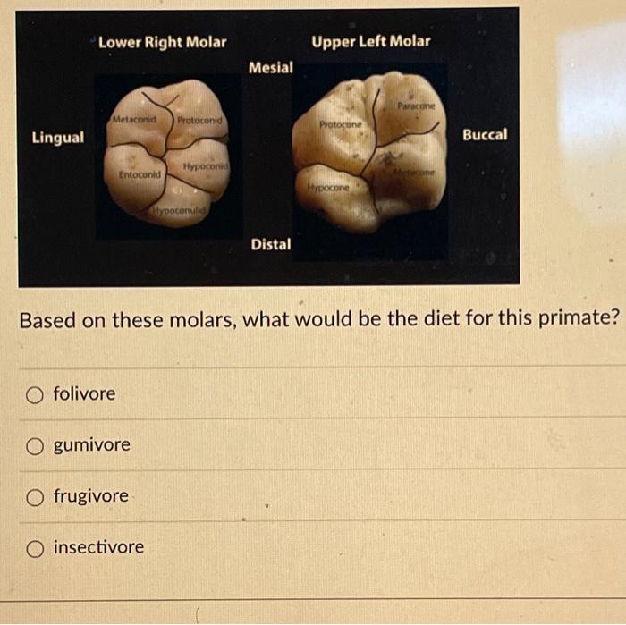 Based on these molars, what would be the diet for | Chegg.com