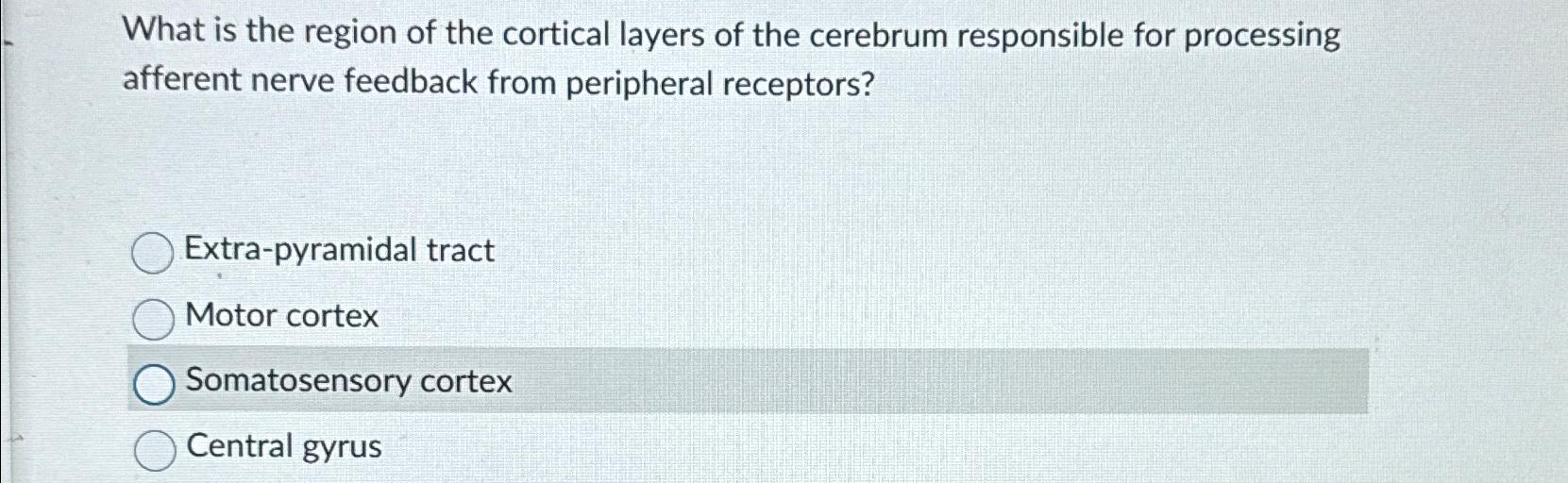 Solved What is the region of the cortical layers of the | Chegg.com