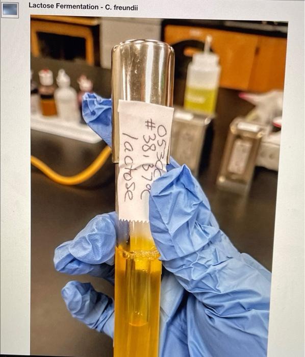 Solved EXPERI 22 Name Date Section Lab Report Observations | Chegg.com