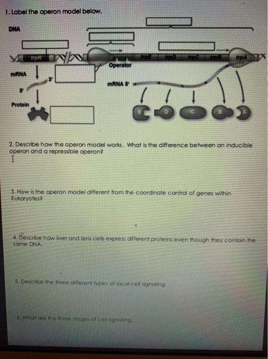 Solved 1. Label the operon model below. DNA trpR py Operator | Chegg.com