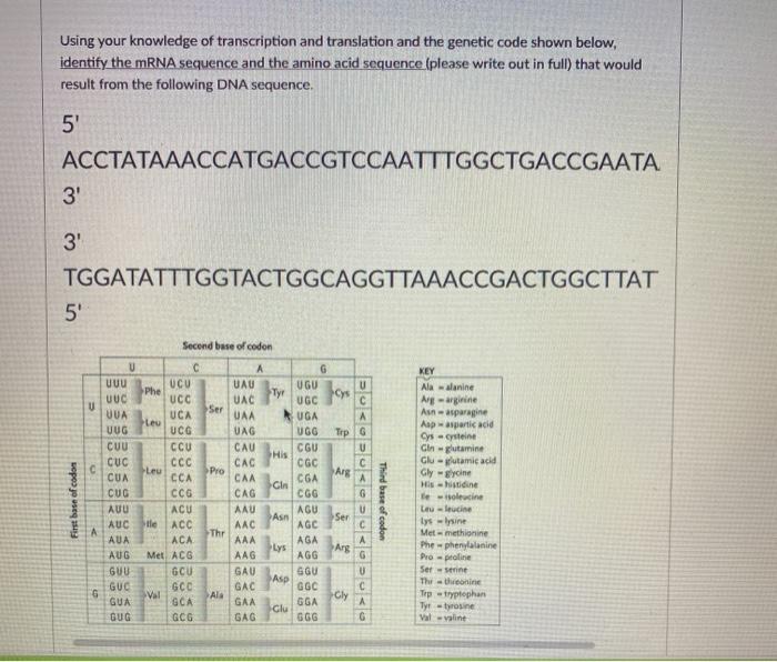 Solved Using your knowledge of transcription and translation | Chegg.com