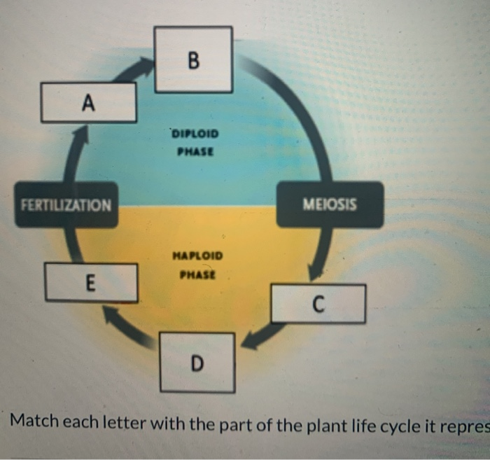 Solved DIPLOID PHASE FERTILIZATION MEIOSIS HAPLOID PHASE | Chegg.com