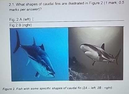 Solved 2.1. ﻿What shapes of caudal fins are illustrated in | Chegg.com