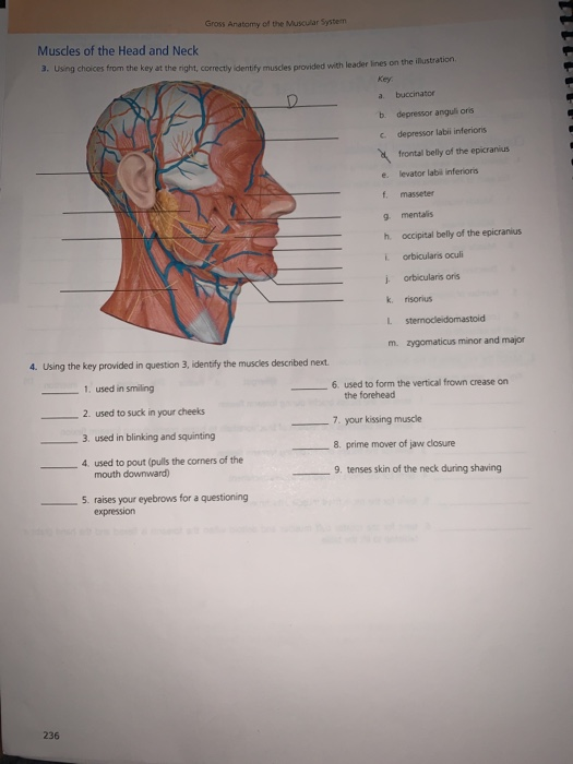 Gross Anatomy Of The Muscular System Review Sheet Ana Vrogue co Gross Anatomy Of The Muscular System Review Sheet Ana Vrogue co