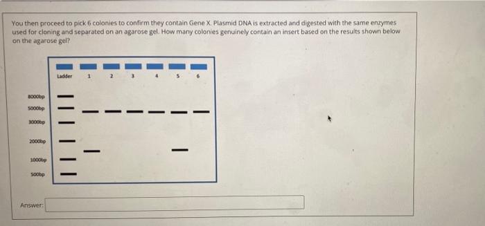 Solved You then proceed to pick 6 colonies to confirm they | Chegg.com