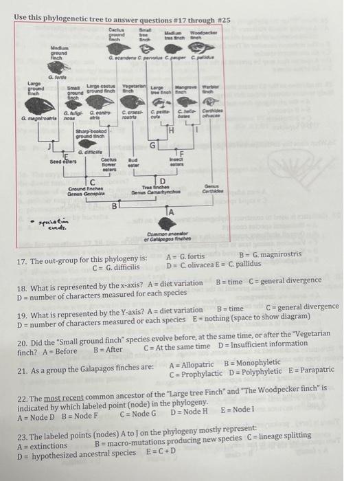 17. The out-group for this phylogeny is: A=G. fortis | Chegg.com