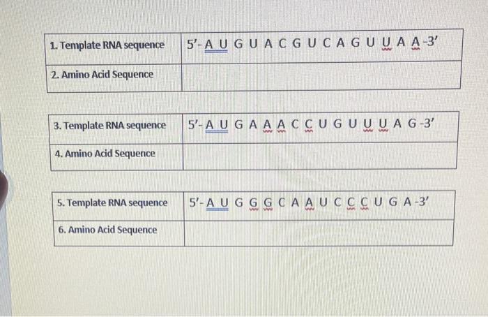 Solved Template DNA sequence 3-C ATGGCATACCAA ATAC G-5' | Chegg.com