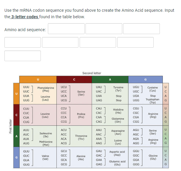 Solved Use the mRNA codon sequence you found above to create | Chegg.com